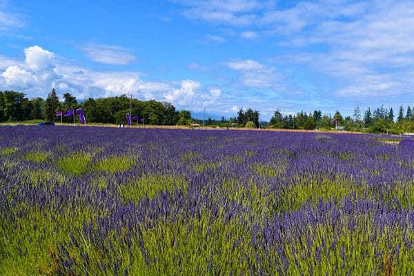 Welcome to Sequim WA, the Blue Hole of Washington State
