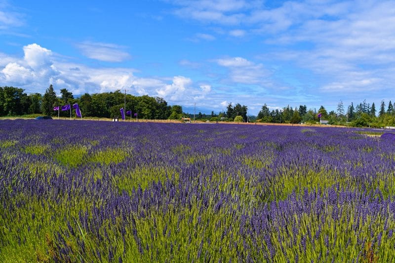 Welcome to Sequim WA, the Blue Hole of Washington State