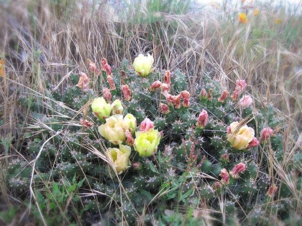 Welcome to Sequim WA, the Blue Hole of Washington State